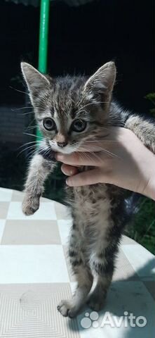 Отдаю котеночка