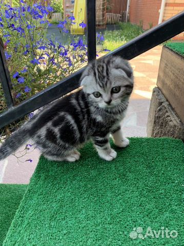 Шотландская вислоухая кошка