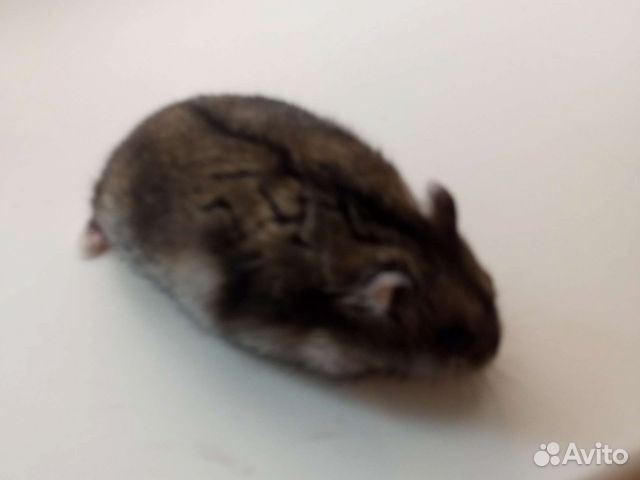 Джунгарский хомяк