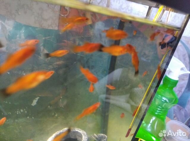 Меченосцы мальки