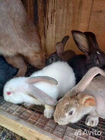 Продам крольчат