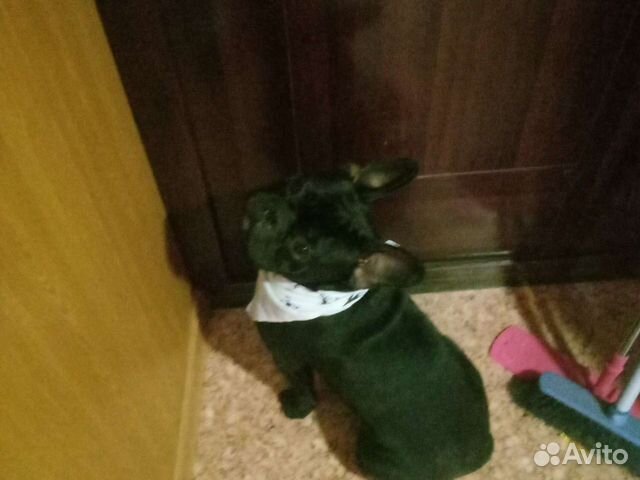 Потерялась собака