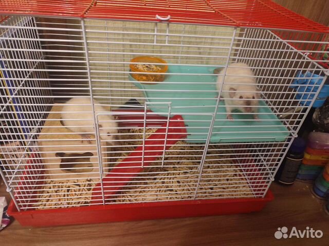 Крысята дамбо мальчики