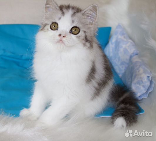 Шотландский котенок felix