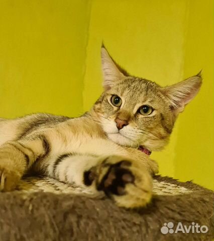 Кошка чаузи ф1 3 месяца