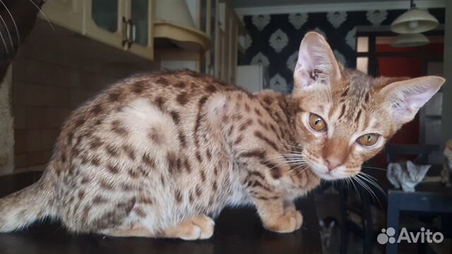 Оцикет котята