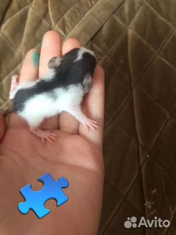 Декоративные домашние крысы