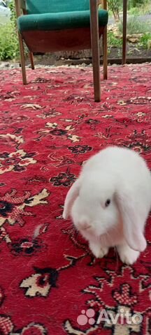 Карликов кролик