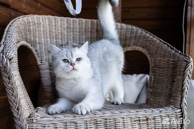 Британская