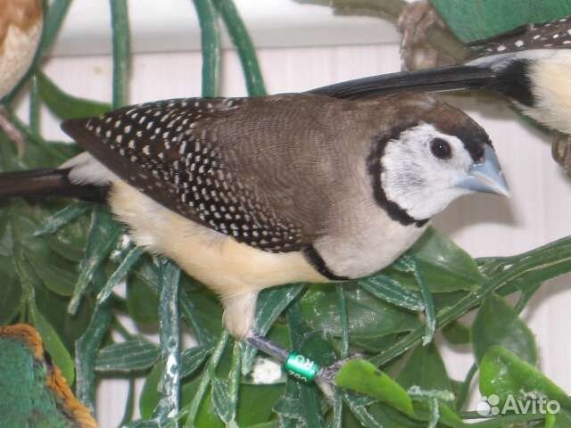 Амадины Кольчатых астрильд