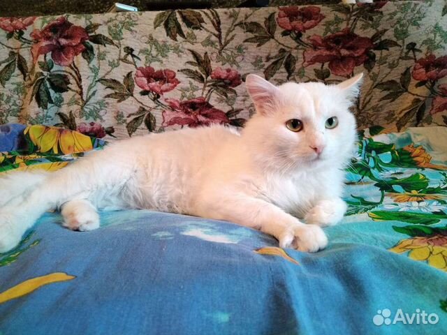 Кот белоснежный