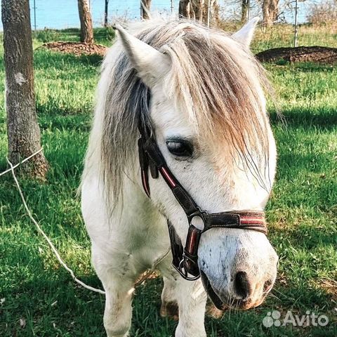 Продается пони