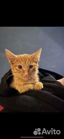 Котенок Компот :)