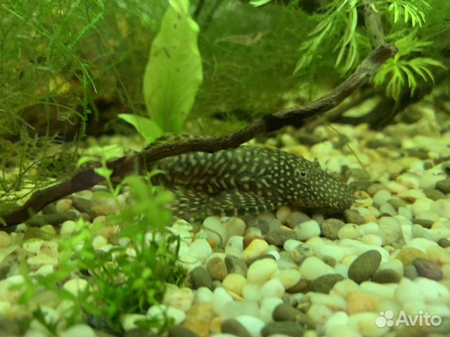 Сомик анциструс, самец