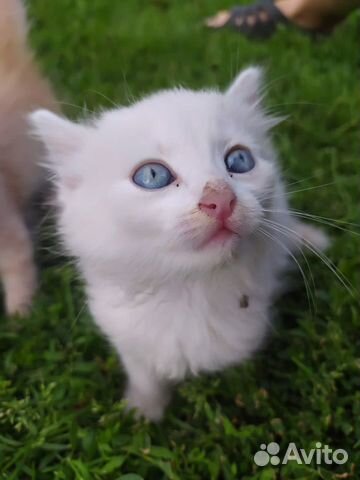 Классные котята