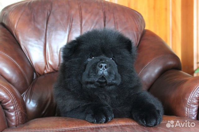 Чау чёрный рыцарь