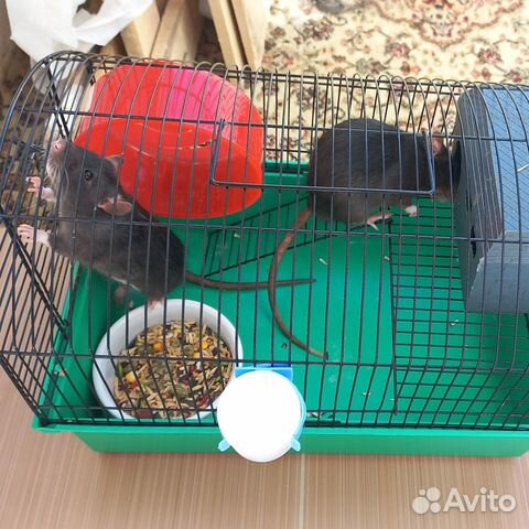 Крыски с клеткой бесплатно