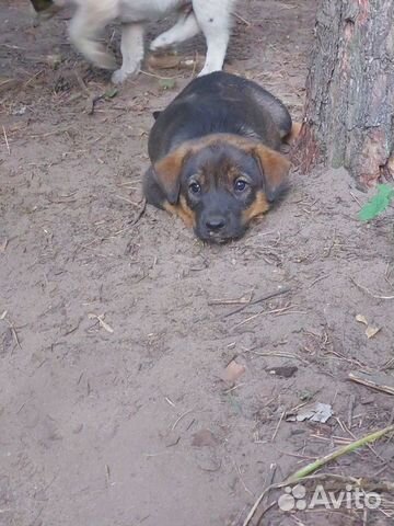 Щенок в добрые руки, собаки