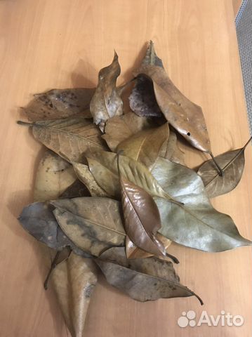 Листья миндаля в аквариум