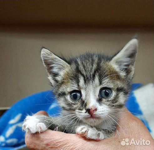 Миниатюрные котята