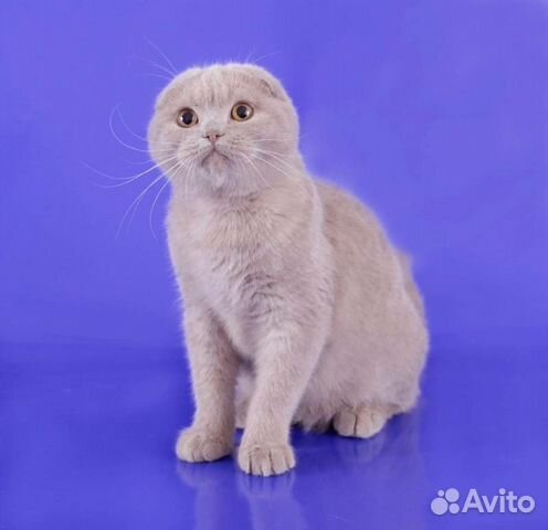 Вислоухий котик фавн окрас