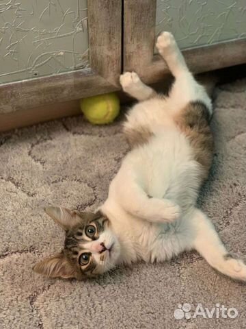 Кошка