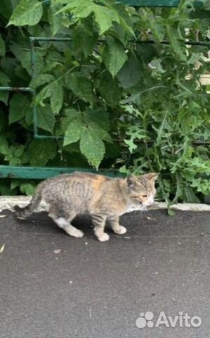 Возьмите пожалуйста котёнка
