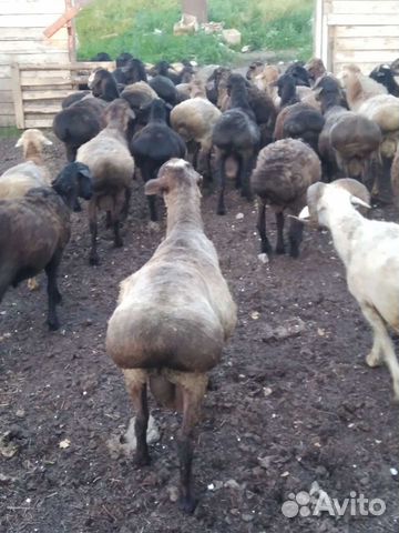 Барани эдильбаеский