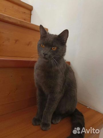 Котик Барон 9 мес, мама русская голубая