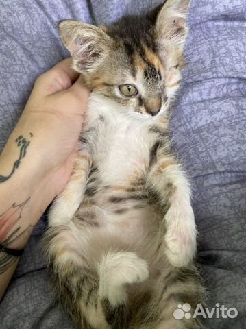 Котенок в добрые руки