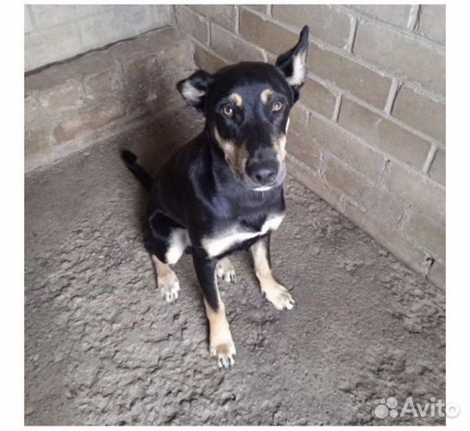 Малыш сидит в отлове для усыпления, спасите