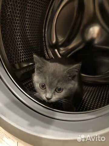 Котенок британец (мальчик)