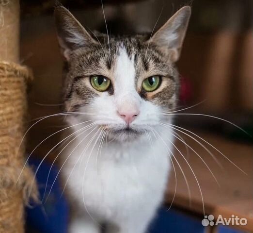Хорошая красивая девочка Молли 2 года ищет дом