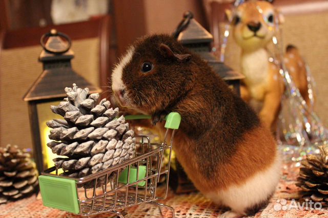 Морская свинка тедди