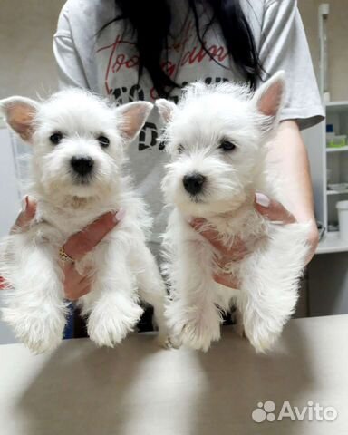 Девочки Вест хайленд вайт терьер