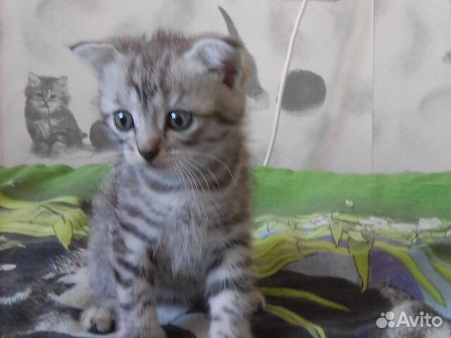 Кошки шотландцы отдадим бесплатно