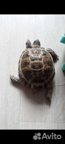 Для сухопутной черепахи