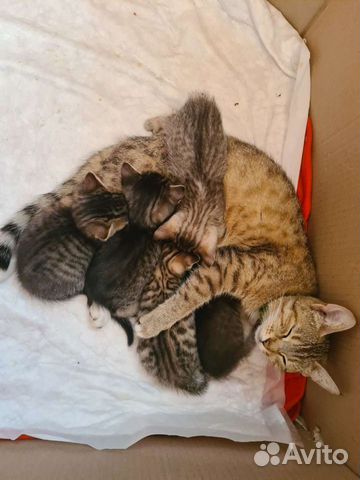 Котята в дар