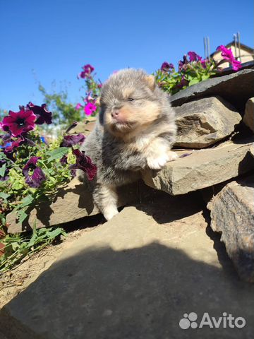 Померанский шпиц лиловый