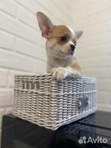 Чихуахуа мальчик