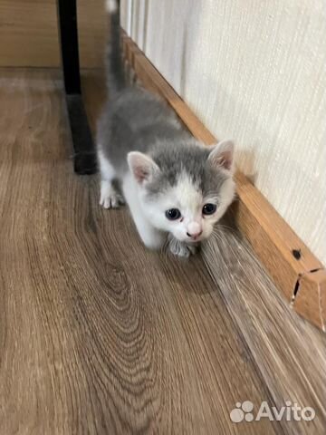 Котеном крошечный