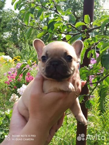 Французский бульдог малыши