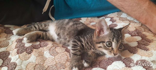 Котенок 1,5 месяца