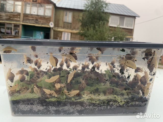 Улитки ахатины