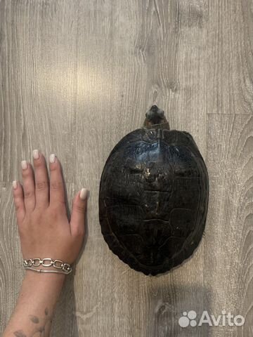 Красноухая черепаха