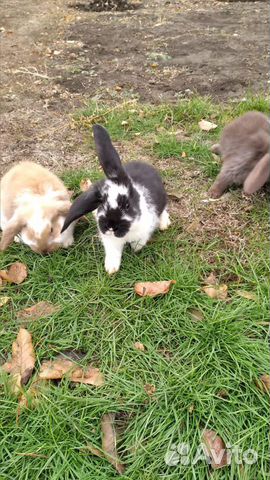 Кролики породы французский баран