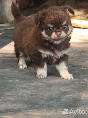 Курносый крутой шоколадный