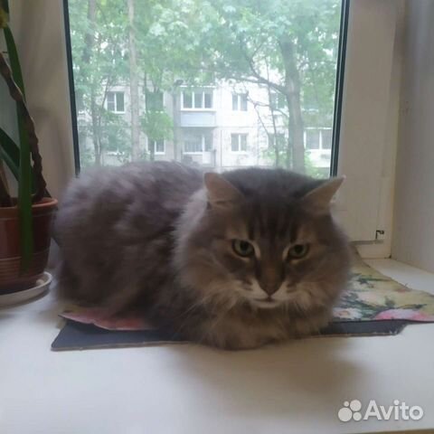 Котята бесплатно