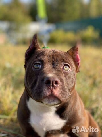 Американский булли покет