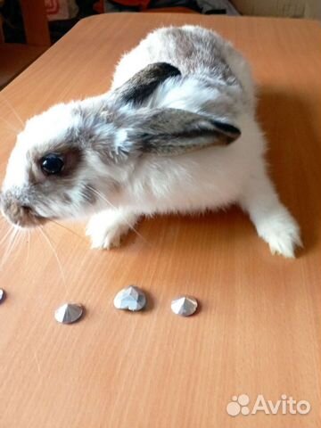 Кролик с клеткой